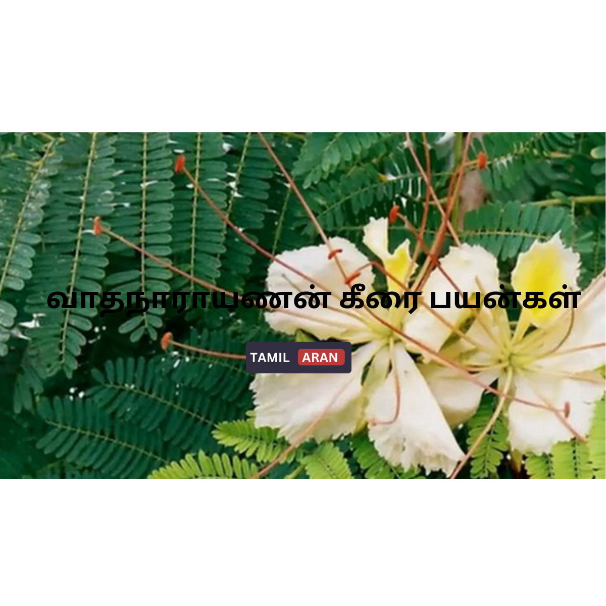 வாதநாராயணன் கீரை பயன்கள் | Best 5 Uses of Vadanarayanan Spinach ...